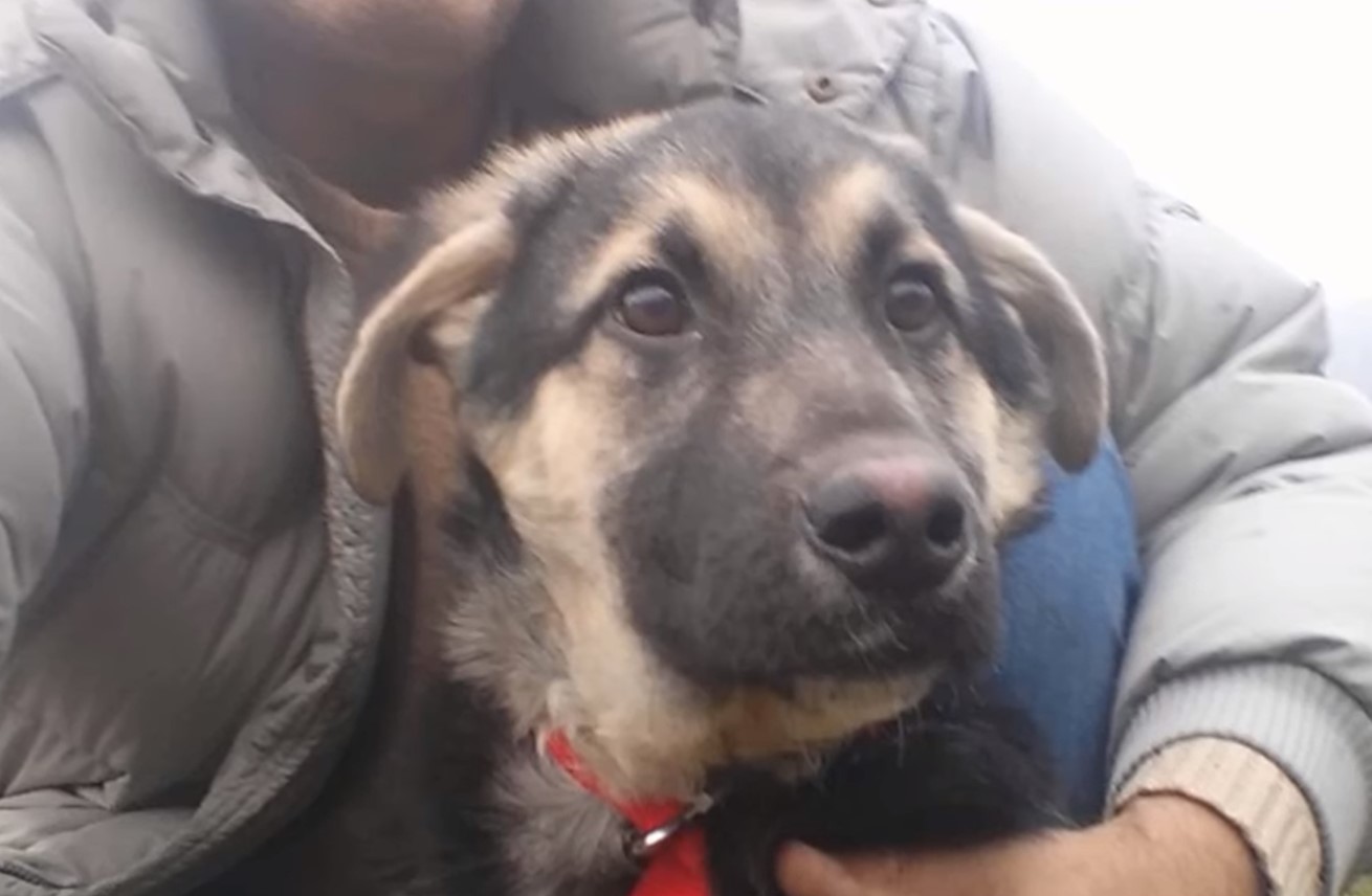 From Despair to Joy: A Dog's Miraculous Journey of Healing and Hope