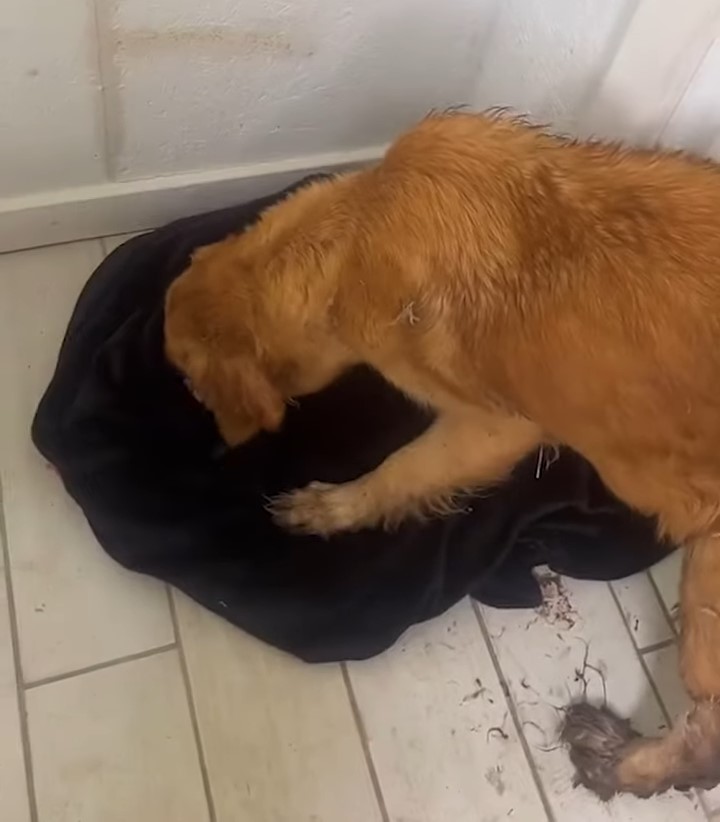 Rescued in the Nick of Time: The Courageous Tale of a Pregnant Dog's ...