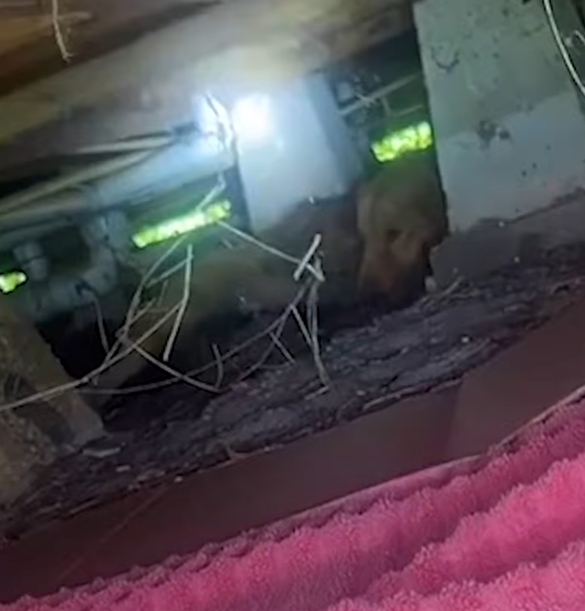 Rescued in the Nick of Time: The Courageous Tale of a Pregnant Dog's ...