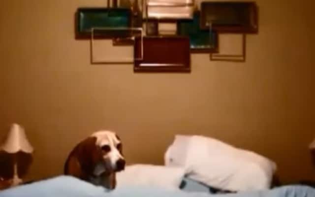 The Beagle Ritual: A Nighttime Tale That Will Melt Your Heart