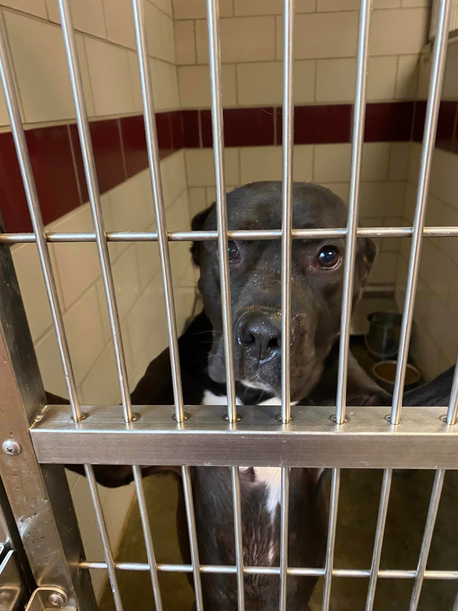 The Forgotten Dog Who Finally Found Love After 92 Days