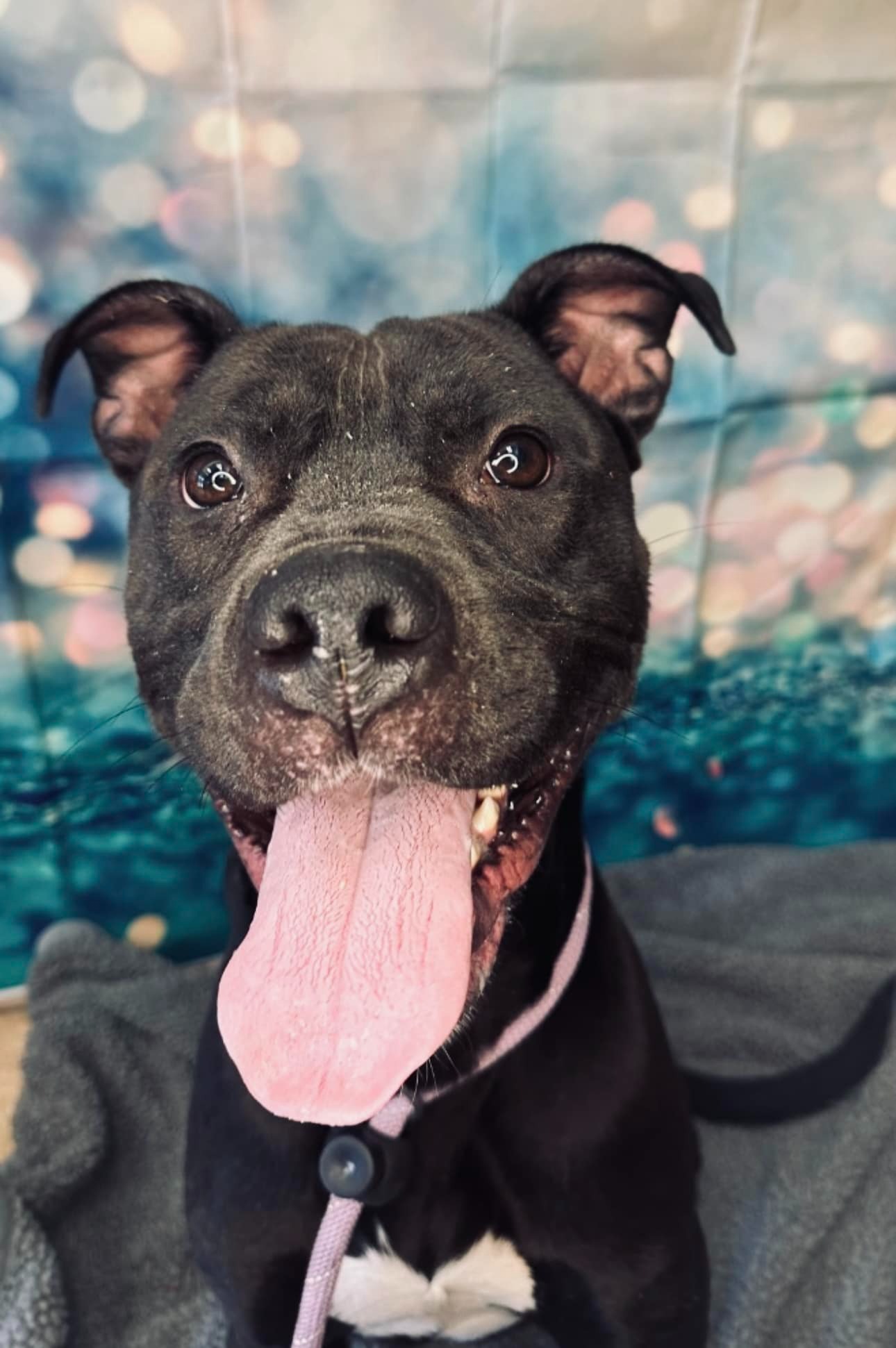 The Forgotten Dog Who Finally Found Love After 92 Days