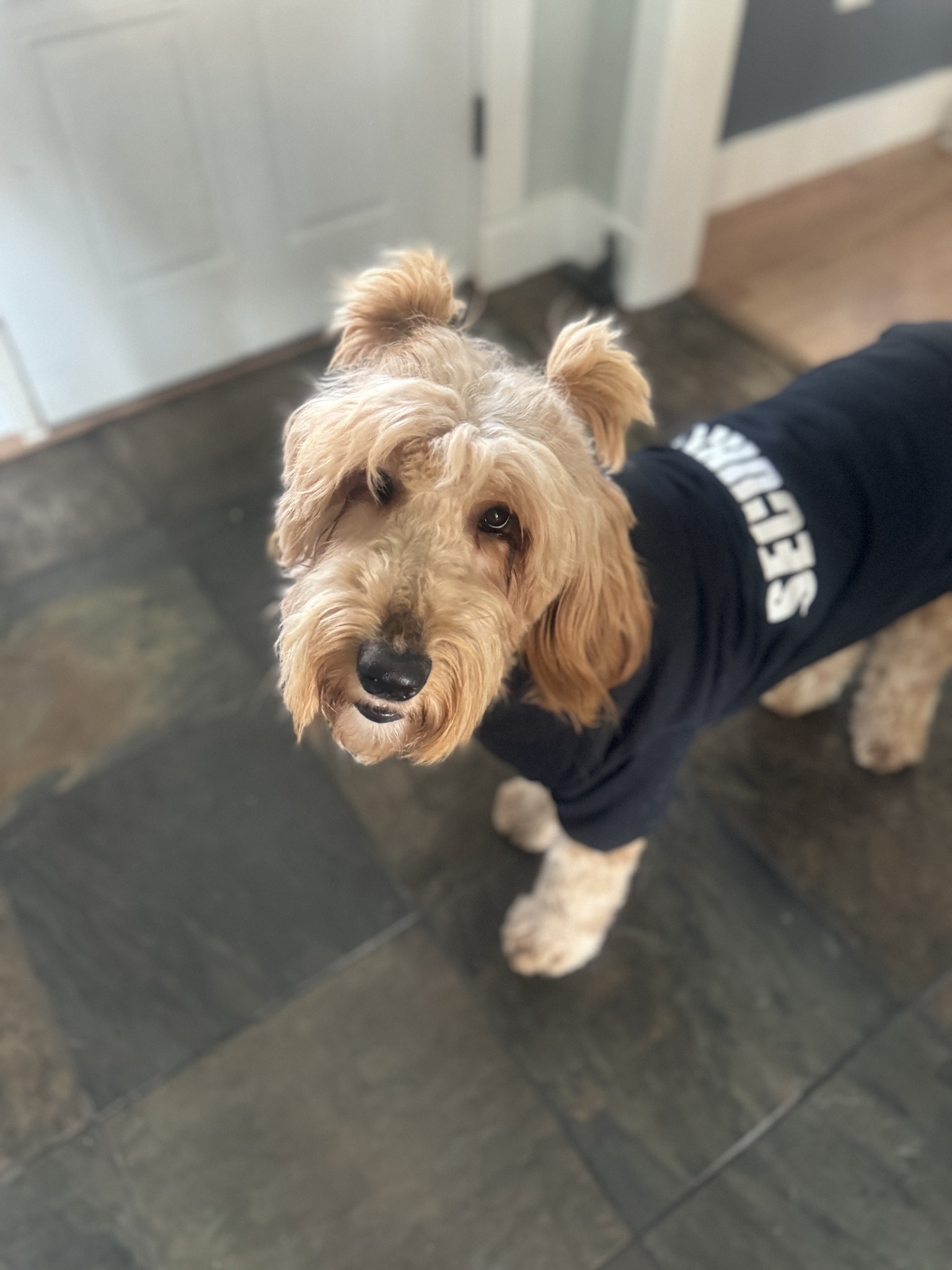 The Sleepy Pup with a Secret: Discover Why This Adorable Dog Keeps ...