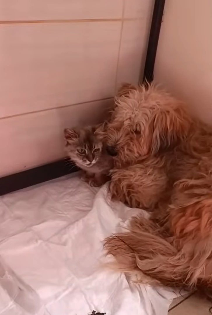 Unbreakable Bond: The Stray Companions That Defy All Odds