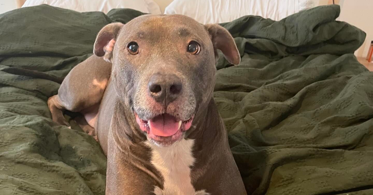 Uncovering a Furry Miracle: A Life-Changing Encounter in the Trash
