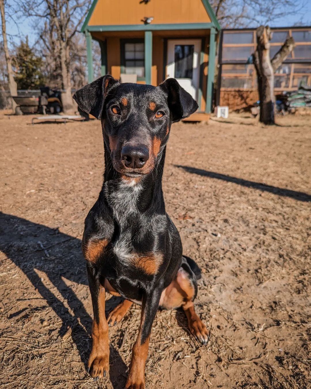 Unseen Twist: Resilient Dog's Journey from Tragedy to Triumph