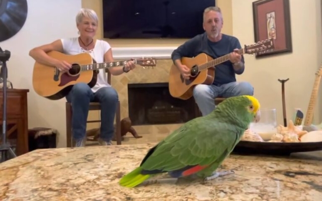 When a Parrot's Song Leaves Everyone Breathless
