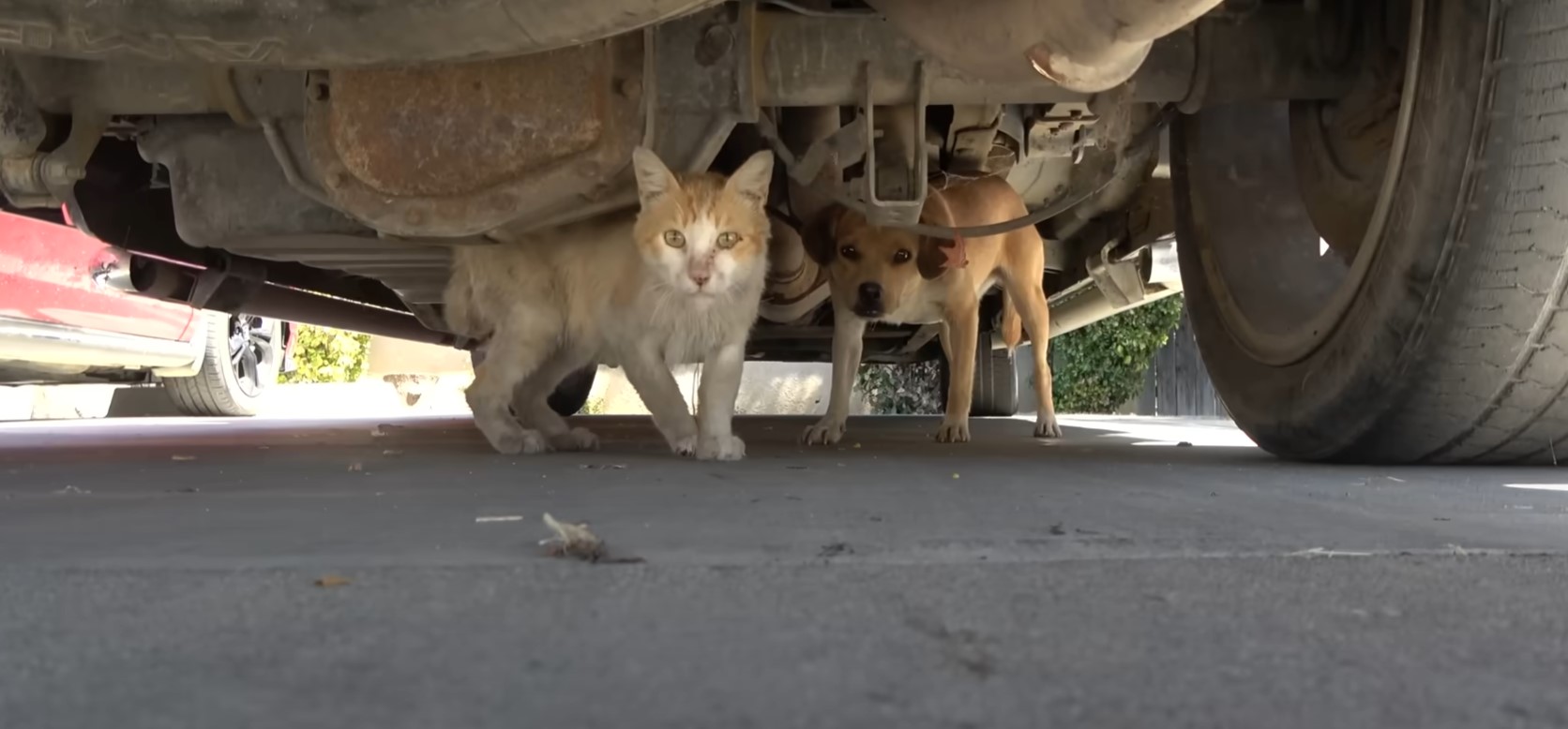 Compassion Unleashed: How a Cat and Puppies Created a Lifesaving Bond