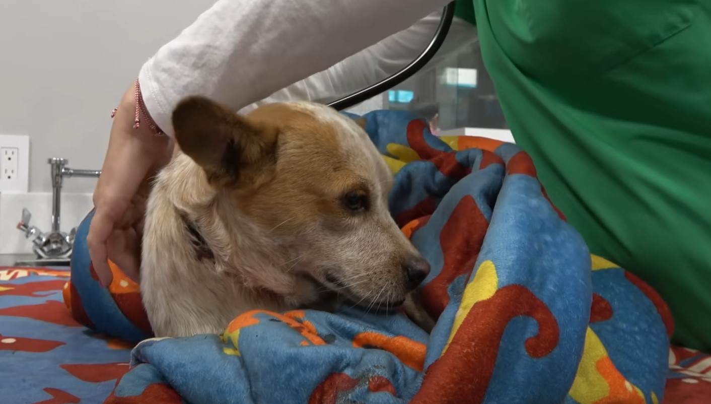 Compassion Unleashed: How a Cat and Puppies Created a Lifesaving Bond