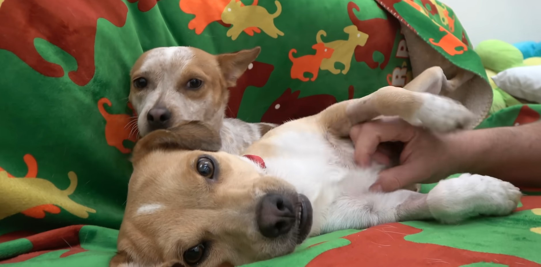 Compassion Unleashed: How a Cat and Puppies Created a Lifesaving Bond